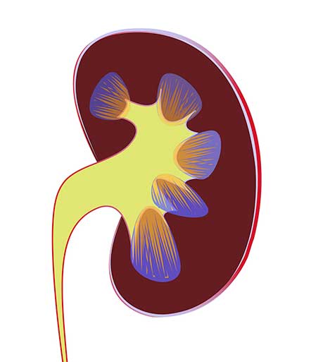 Comprehensive Urology Practice in Lake & Sumter Counties | Lake Sumter ...